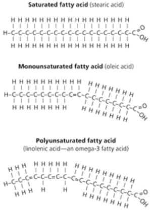 Why Saturated Fat Won’t Help You Gain Muscle or Lose Fat | by Dr. Sean ...