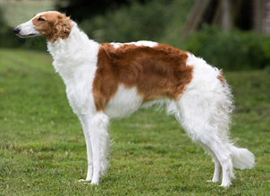 Borzoi. The Borzoi canine strain was developed… | by Kavinmark | Medium