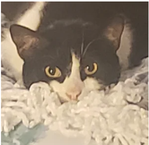 The Adventures of Max the Cat and Dad the Dope | by John Guzzardo | Medium