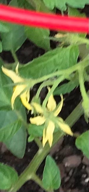 Hand Pollinating Your Tomato Plants | by Susan Payton | Healthy Exotic ...