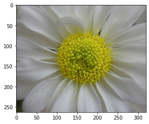 Identification of flower species using deep learning and pytorch | by ...