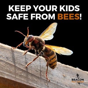 Eliminate Stinging Pests with Beacon Pest Control Bee and Wasp Nest ...