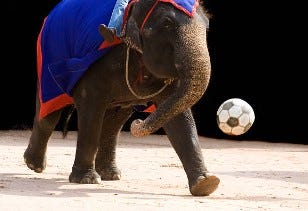 #8 Amazing Animals With Big Feet (Foot Length & Facts) | by ...