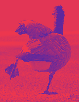 Introducing the Agile Goose. Welcome to my first post as the Agile ...