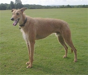 Why the Lurcher Dog is the Perfect Mix of Various Breeds | by IRFAN ...