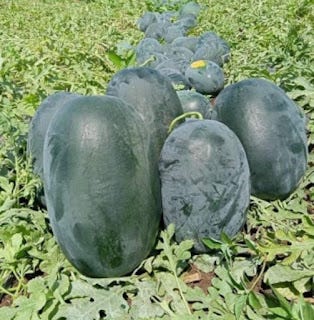 Black watermelon. Black watermelon | by Md. Rafiqul Islam | Sep, 2023 ...