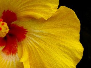 Happiness put into words.. Happiness is yellow, | by Mental Health ...