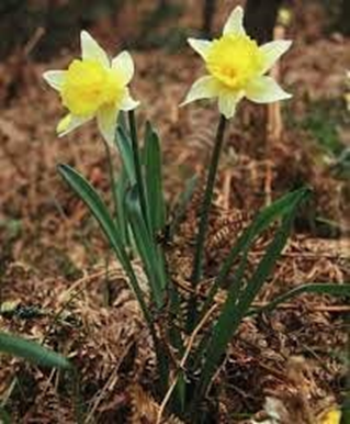 The Yellow Daffodil, the Emblematic Flower of the Valley of Riaño ...