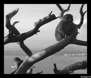 IMAGINE! Cada macaco no seu galho… | by Ed Marinho | Medium