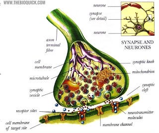 Transmission of impulses | Conduction of nerve impulse through a ...