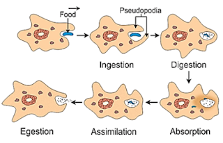 Nutrition Process in Amoeba and Human Beings | by The Knowledge Source ...