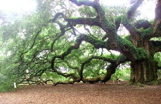 The Angel Oak Tree. I had never seen a tree that stopped… | by Kim ...