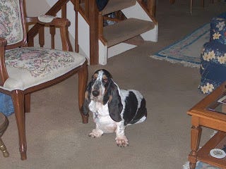 Some Things Like Bassets are Meant to be! | by Raksha B. Krishna | Medium