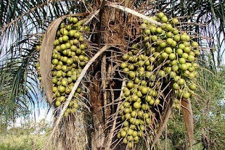 A nutritiva e poderosa Macaúba (Acrocomia aculeata) | by Take Care ...