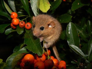 Dormouse. This small woodland mouse spends up to… | by John Welford ...