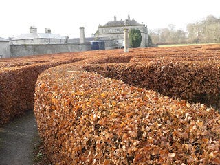 SUNDAY, FEBRUARY 28, 2010. The maze is resting | by Mary Shaw ...
