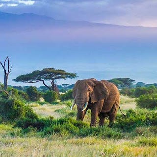 A Guide to Enjoy Exciting East African Safaris | by East African Safari ...