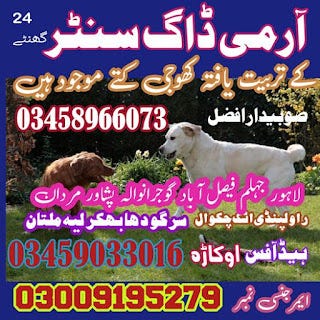 Army Dog Center Chiniot | 03459033016 | MilitaryDogs - Army Dog Center ...