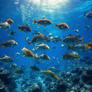 https://www.nobgfx.com/2024/02/group-of-fish-in-sea.html - Nobgfx ...