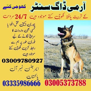 Army Dog Center Okara Pakistan | 03335986666 - Army Dog Center - Medium