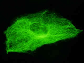 Protein Labeling Market Evolution: Recent and Emerging Trends ...