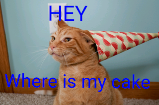 Happy birthday cat memes | Happy birthday cat images | by Sam | Medium