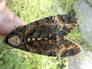 Death’s Head Hawkmoth. The skull shape on its thorax has given… | by ...