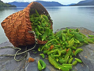 Spruce Tips: A Touch of Spring in Winter | by Planet Alaska | Medium