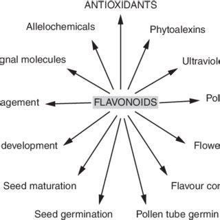 What are the uses of metal ions for plant flavonoids (NP)? - Trfdrh ...