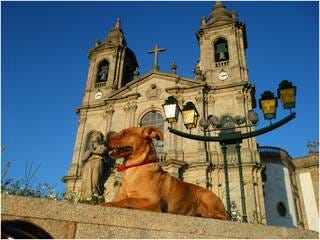 Church Dog. A short-short story | by Marty Nemko | Medium