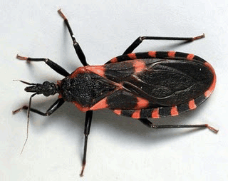 Chagas disease and healthcare (in)accessibility | by Ben Johnson | Medium