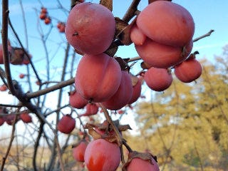 The Red Persimmon: Nature's Bounty for Health; | by Urooj Kabir | Medium