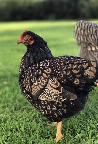You Won’t Believe These 25 Insane Chicken Breeds Exist! | by Meshullam ...