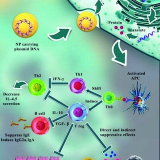 How to Build a Strong Immune System and Stay Healthy | by Asher Reyes ...