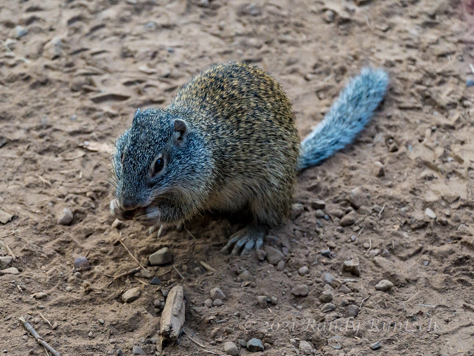 Ground Squirrel