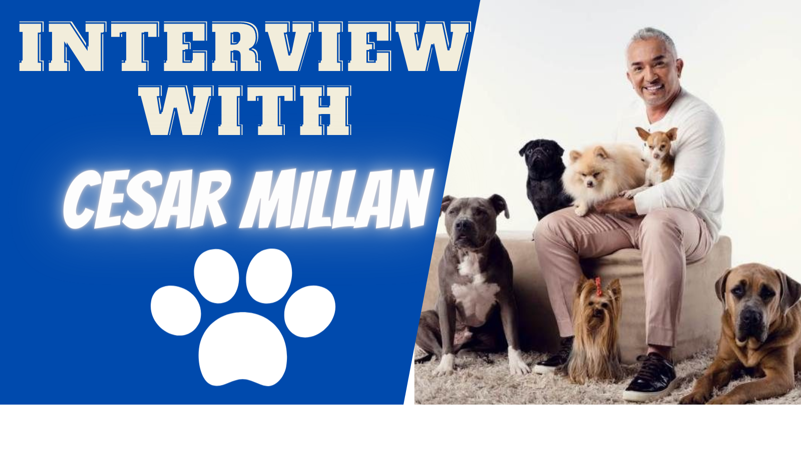 How To Contact Cesar Millan For Dog Training