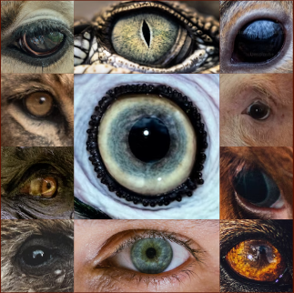 Sentientism