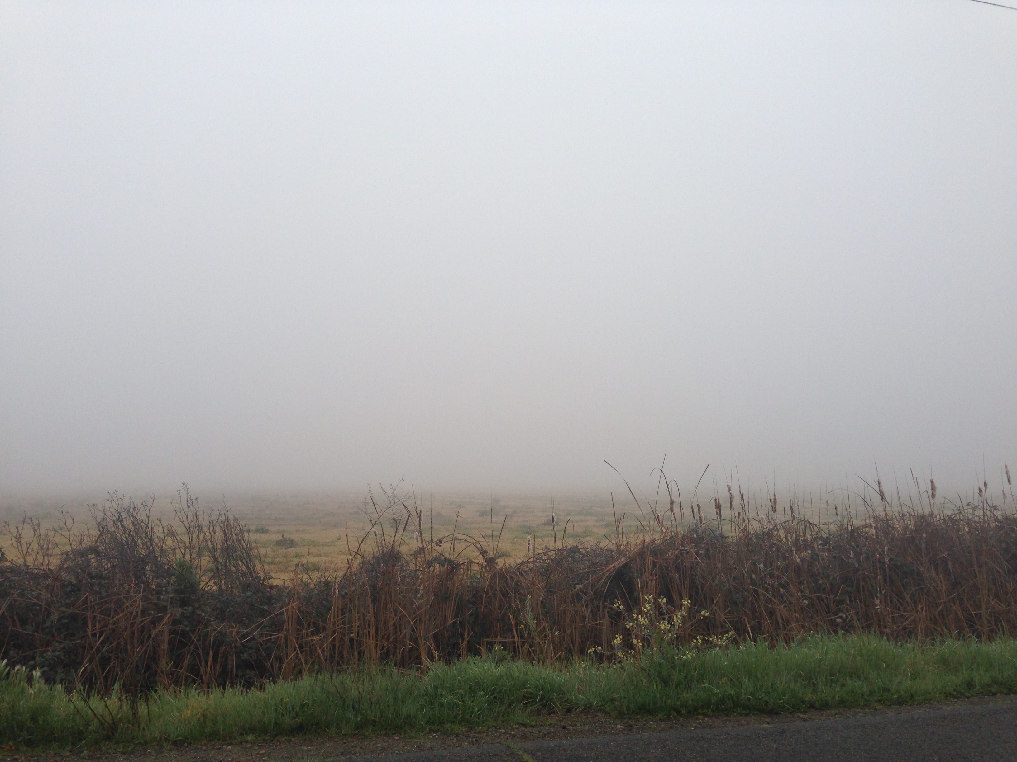 The blinding fog of California’s Central Valley | by Mike McPhate | The ...