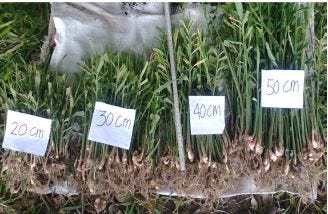 Optimizing Ginger Growth: Plantlet Heights and Rhizome Yield | by ...