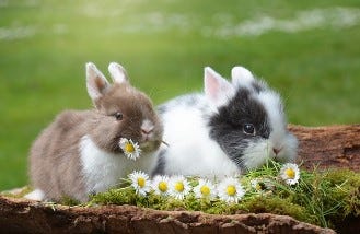 11 Animals That Are Most Similar To Rabbits (With Pictures) | by Ahmad ...