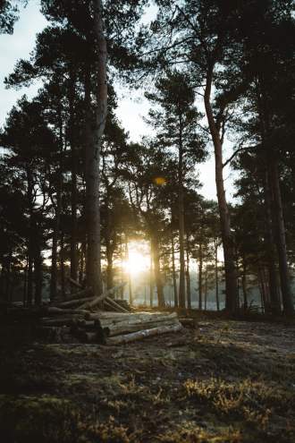 Tree Harvesting: What Is It? And How Is It Done? | by DayLogging | Medium