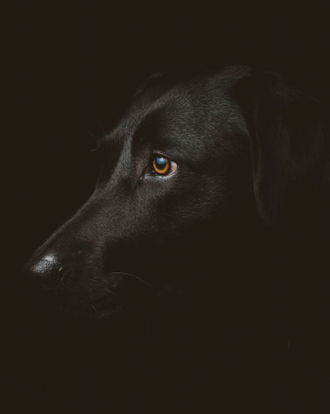Stupid Dogs in the Night. A love-hate relationship in many acts | by ...