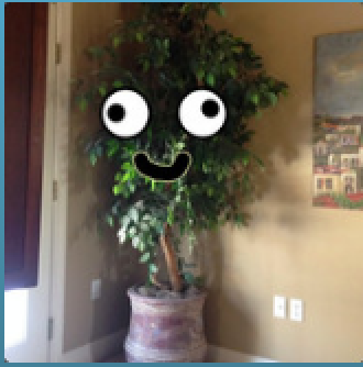 I am just a tree. I swear | by Jessica Huang | Medium