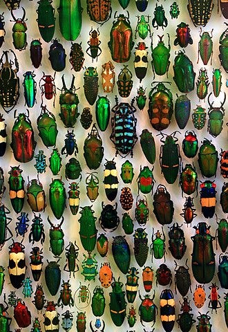 Don’t Be Weevil. The bug in the system. | by Moshe Sipper, Ph.D ...