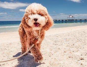 Everything You Need to Know About Cavapoochon Puppies - Anwar Fakhri ...