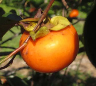 How to Grow and Care for American Persimmons? | by Everglades Farm | Medium