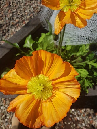 The Silent Gardener. As I sat on my stool at the Kirribilli… | by Jilly Gabrielson | Medium