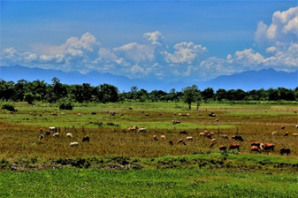 What a Miss (Leaving Assam was not easy) | by Dr RM Joshi | Jan, 2025 ...