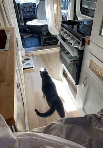 Van Life with a Cat — 10 Tips & Tricks to Get Your Cat Ready! | by ...