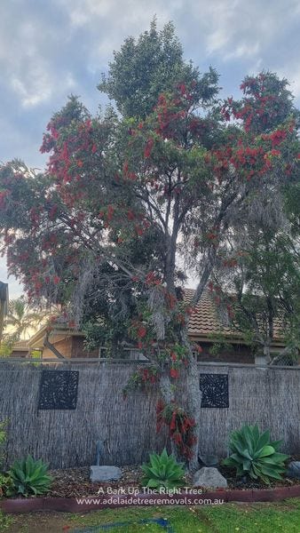 Best tree loppers Adelaide -A Bark up the Right Tree ...